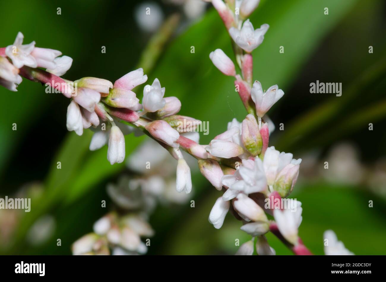 Swamp Smartweed, Persicaria hydropiperoides Stock Photo - Alamy