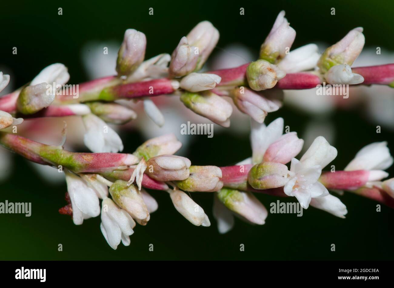 Swamp Smartweed, Persicaria hydropiperoides Stock Photo - Alamy