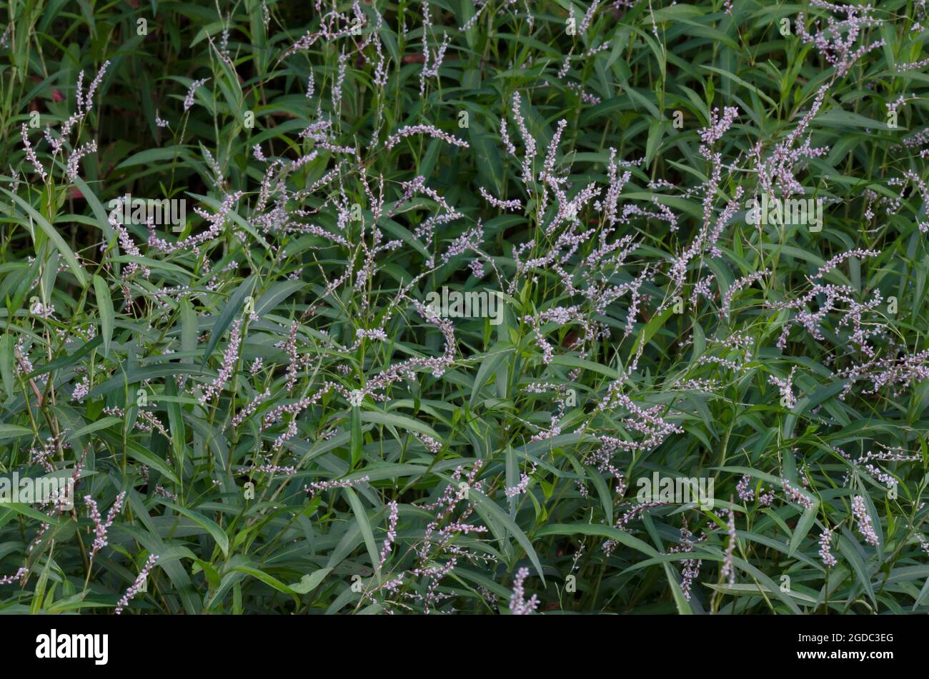 Swamp Smartweed, Persicaria hydropiperoides Stock Photo - Alamy