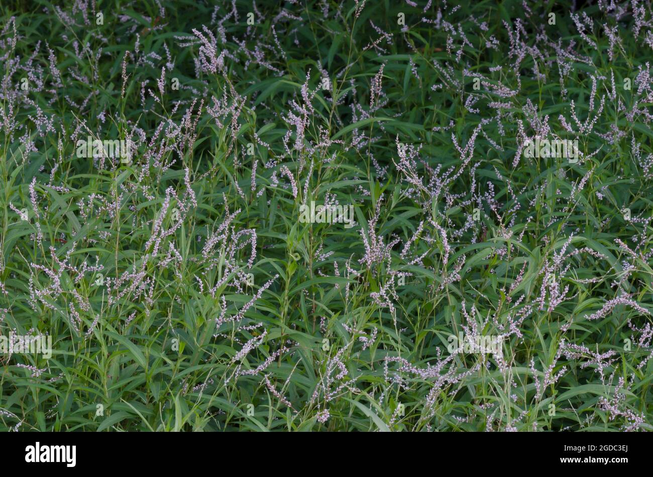 Swamp Smartweed, Persicaria hydropiperoides Stock Photo - Alamy