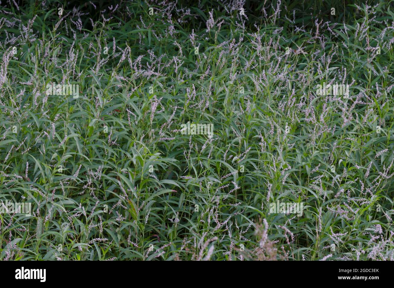 Swamp Smartweed, Persicaria hydropiperoides Stock Photo - Alamy