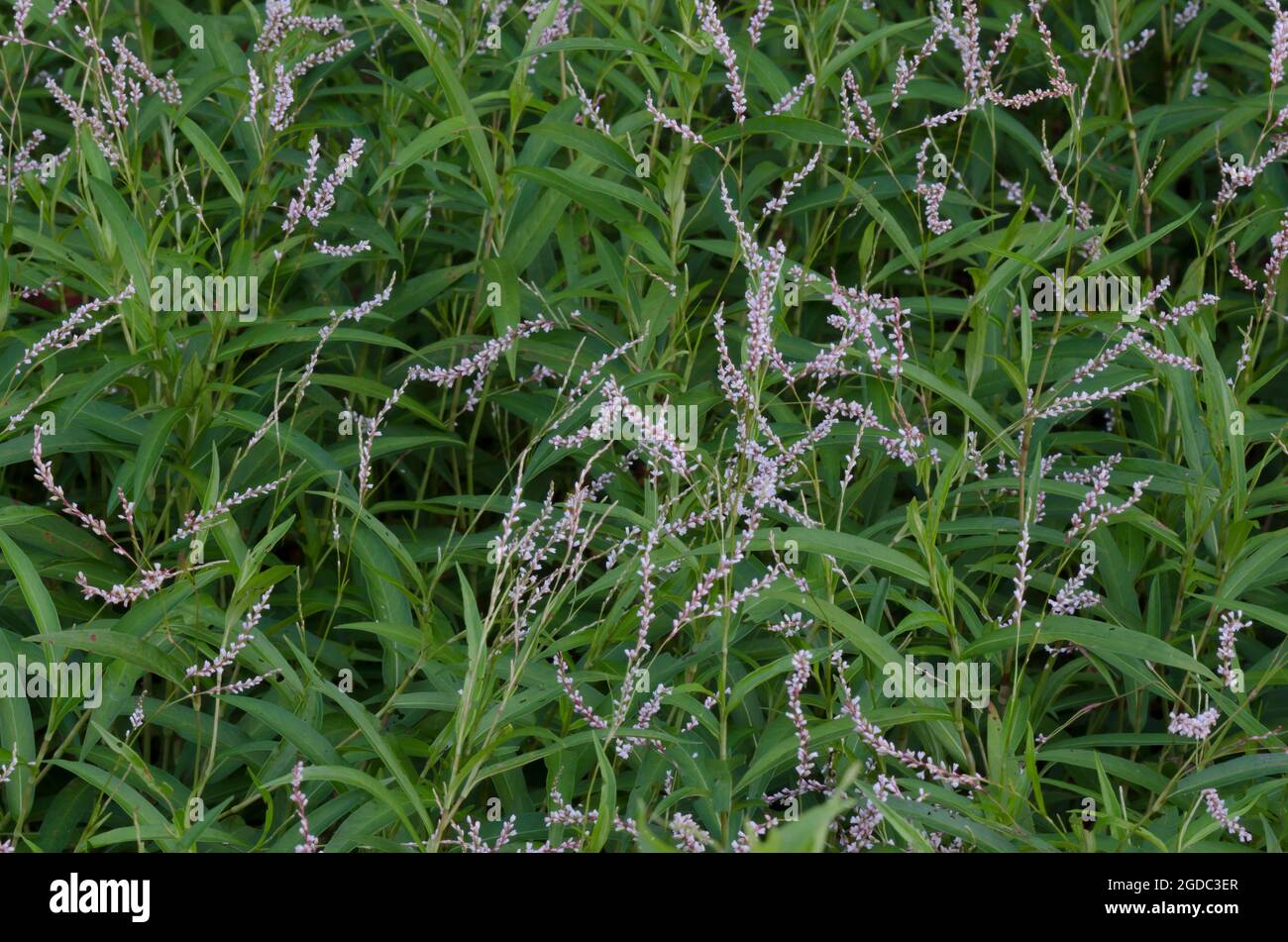 Swamp Smartweed, Persicaria hydropiperoides Stock Photo - Alamy