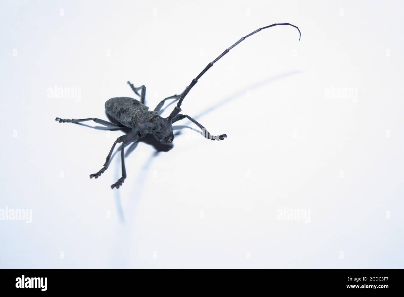 Morimus on white screen Stock Photo - Alamy