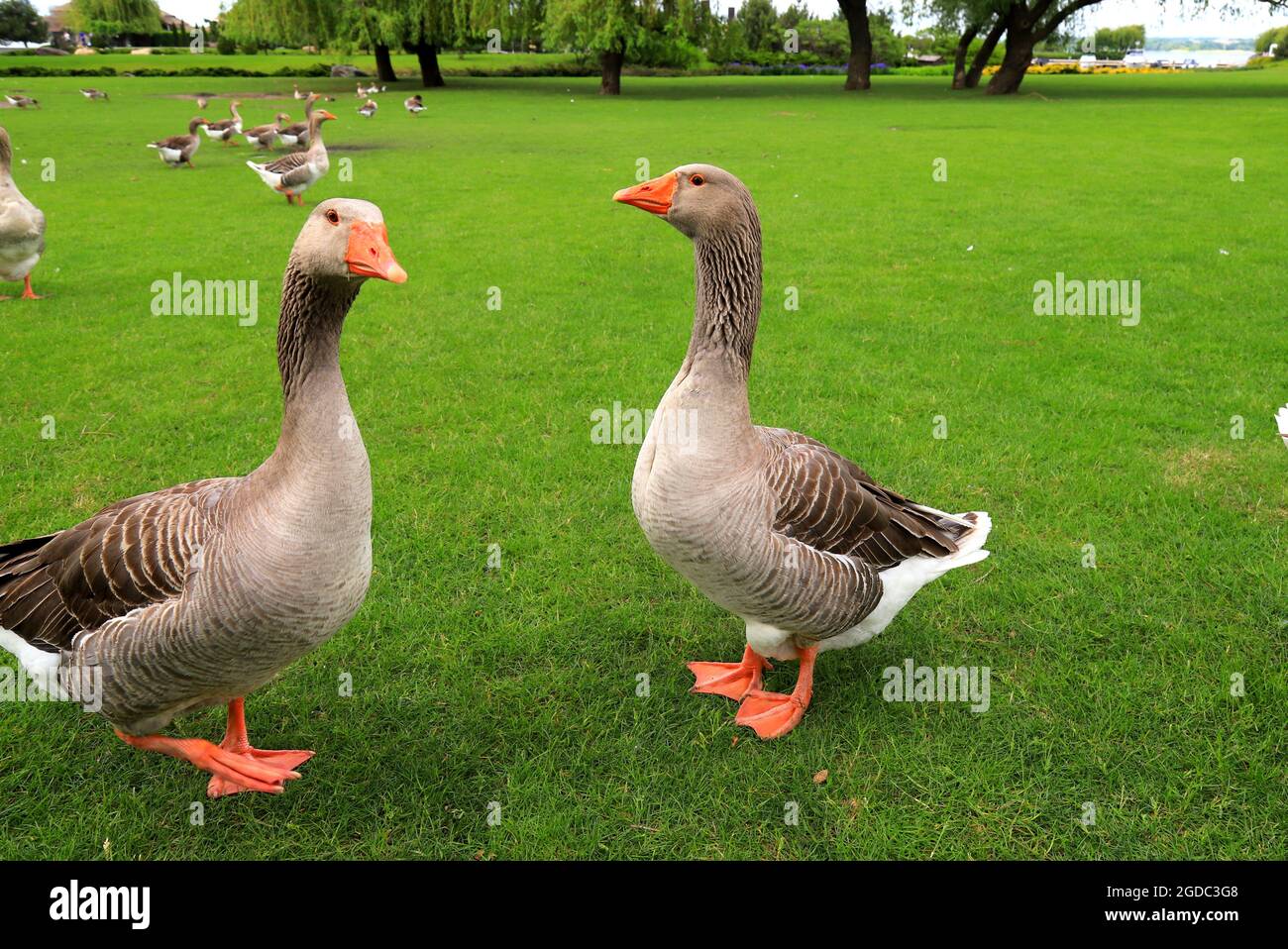 Beautiful gray geese, perigord geese walk on green lawn in summer on ...