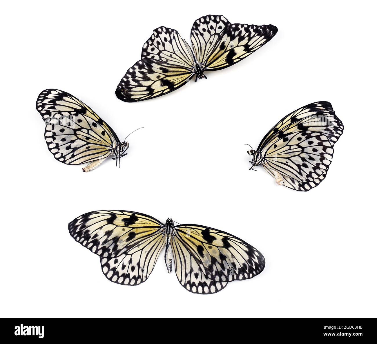 Beautiful butterflies, isolated on white Stock Photo - Alamy