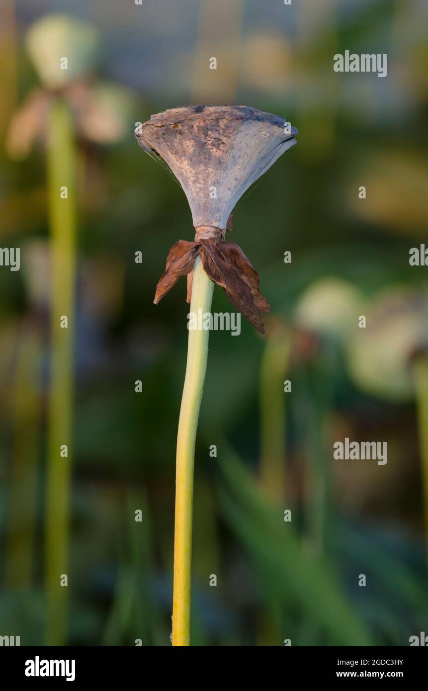 American lotus, Nelumbo lutea, fruit Stock Photo - Alamy