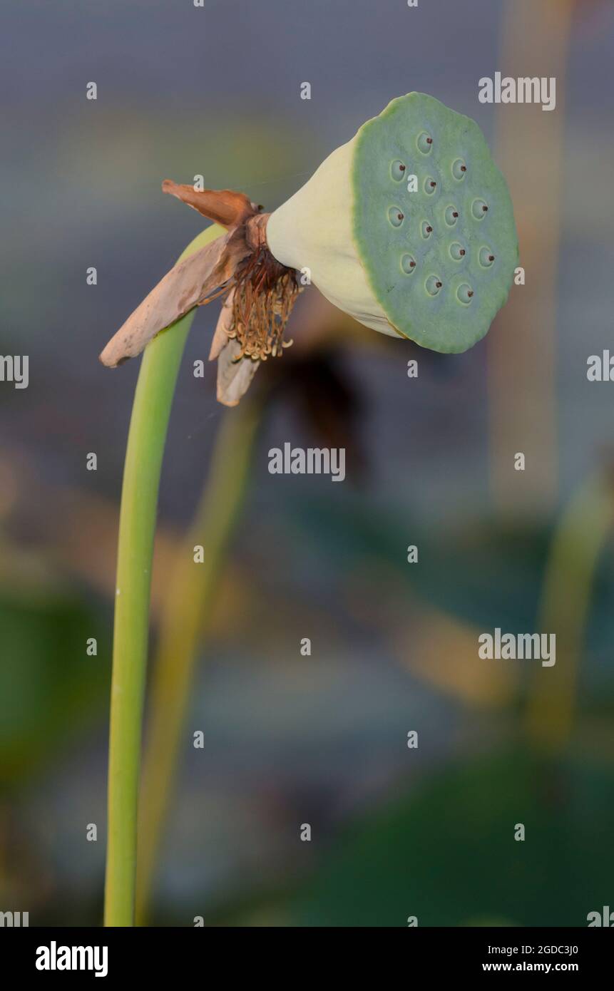 American lotus, Nelumbo lutea, fruit Stock Photo - Alamy