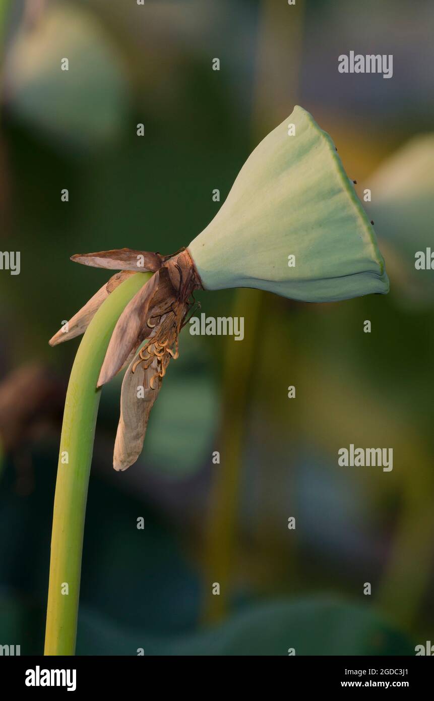 American lotus, Nelumbo lutea, fruit Stock Photo - Alamy