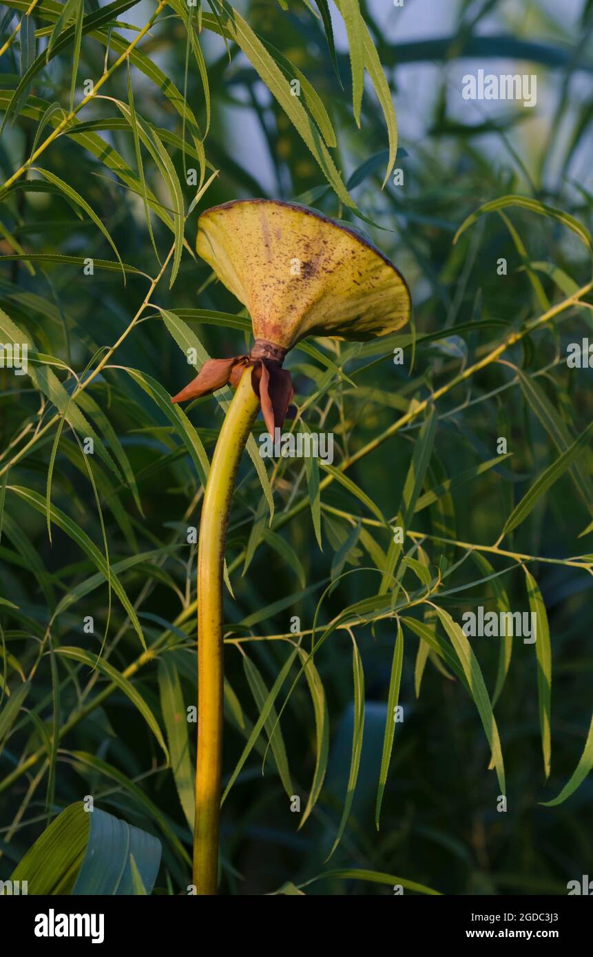 American lotus, Nelumbo lutea, fruit Stock Photo - Alamy