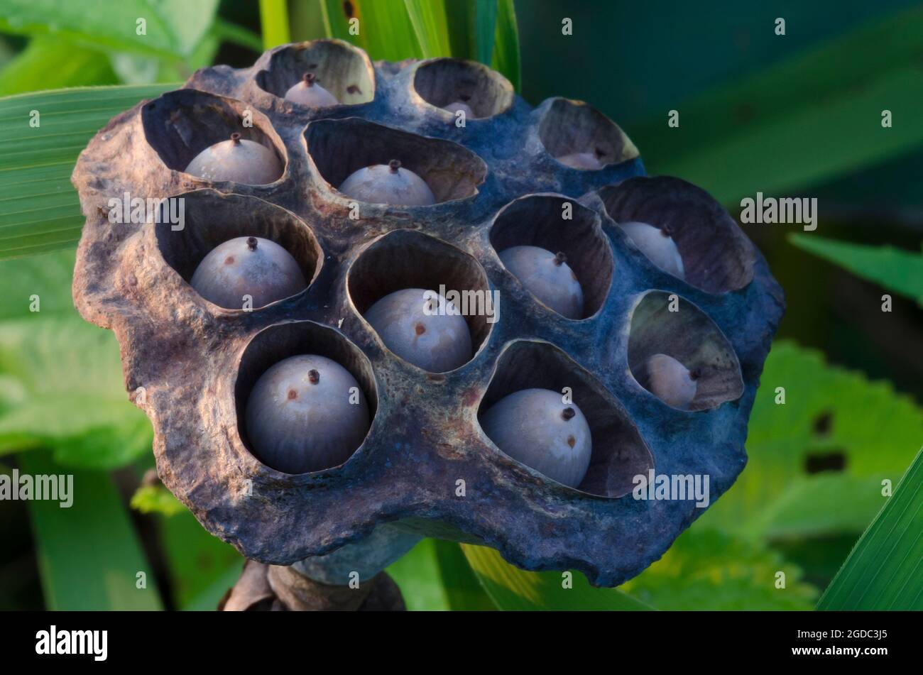 American lotus, Nelumbo lutea, fruit Stock Photo - Alamy