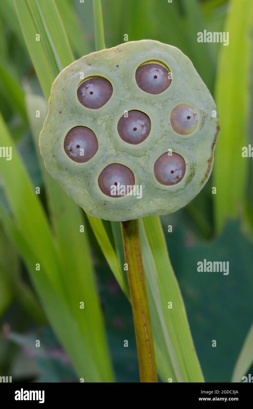Lotus fruit hi-res stock photography and images - Alamy