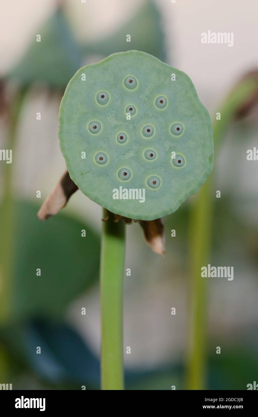 American lotus, Nelumbo lutea, fruit Stock Photo - Alamy