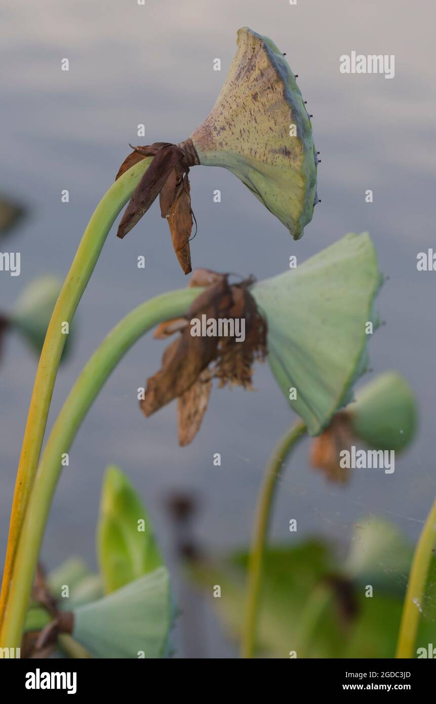 American lotus, Nelumbo lutea, fruit Stock Photo - Alamy