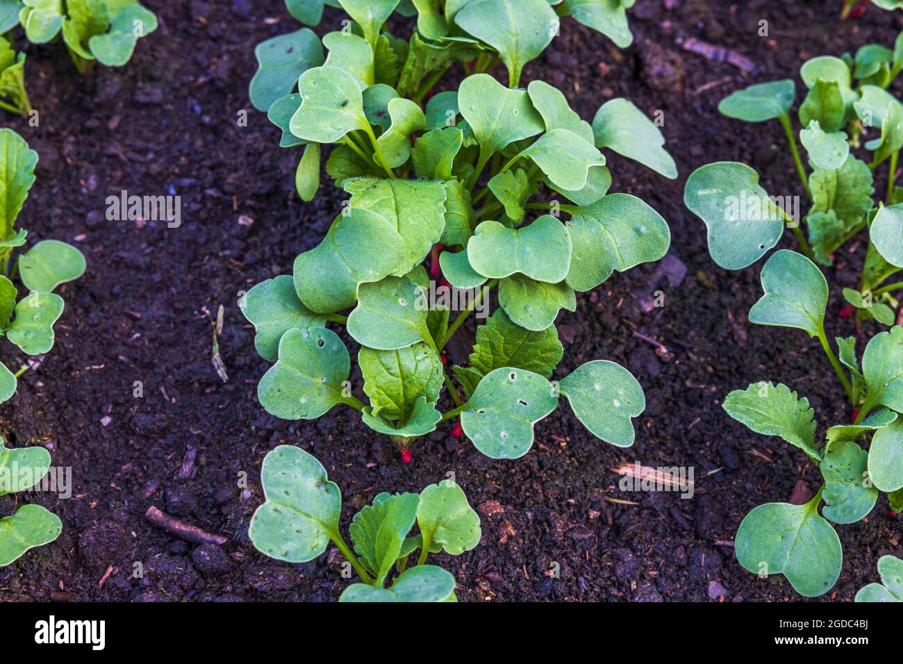 Close up view of growing radish plants. Beautiful nature backgrounds ...