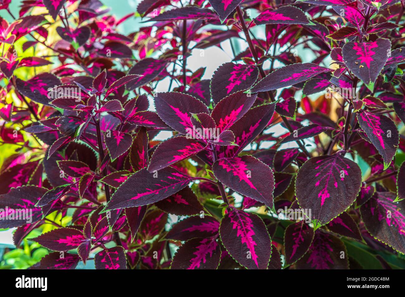 Close up top view of woody-based evergreen perennial Plectranthus ...