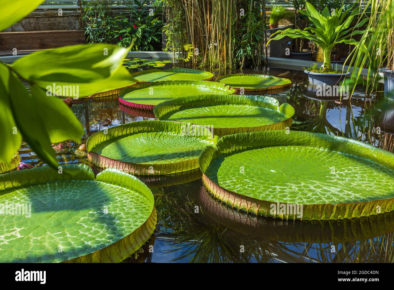 Beautiful view of Victoria Cruziana Santa Cruz water lily tropical ...