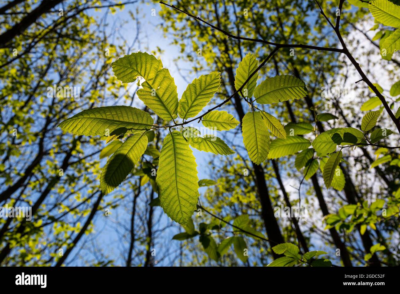 Spring fresh leaves Stock Photo - Alamy