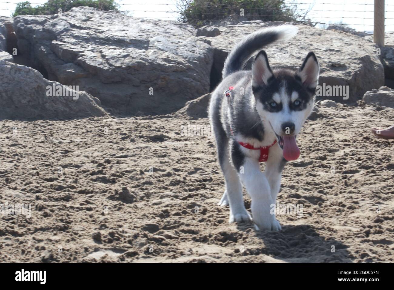 Closeup shot of a Siberian husky puppy walking on a sandy ground Stock ...