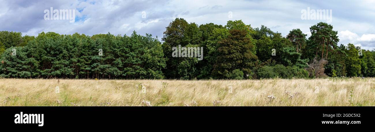 Tree forest front edge sky hi-res stock photography and images - Alamy