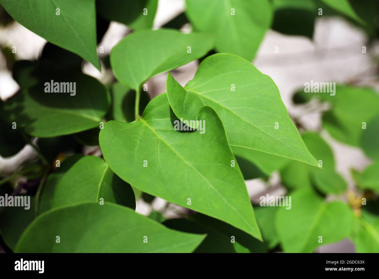 Beautiful spring leaves on tree, outdoors Stock Photo - Alamy