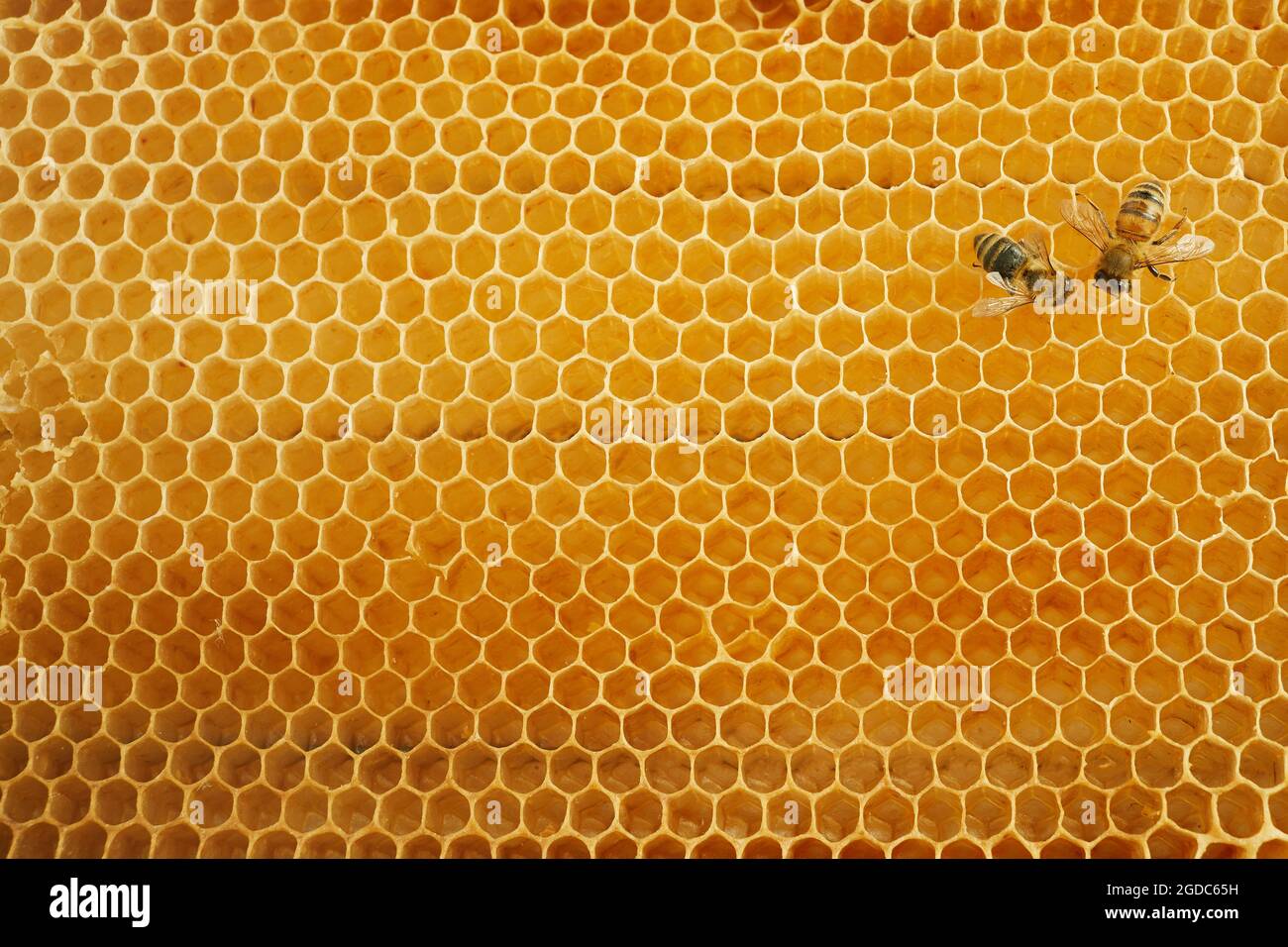 Macro photo of a bee on a honeycomb. National honey bee day. September ...