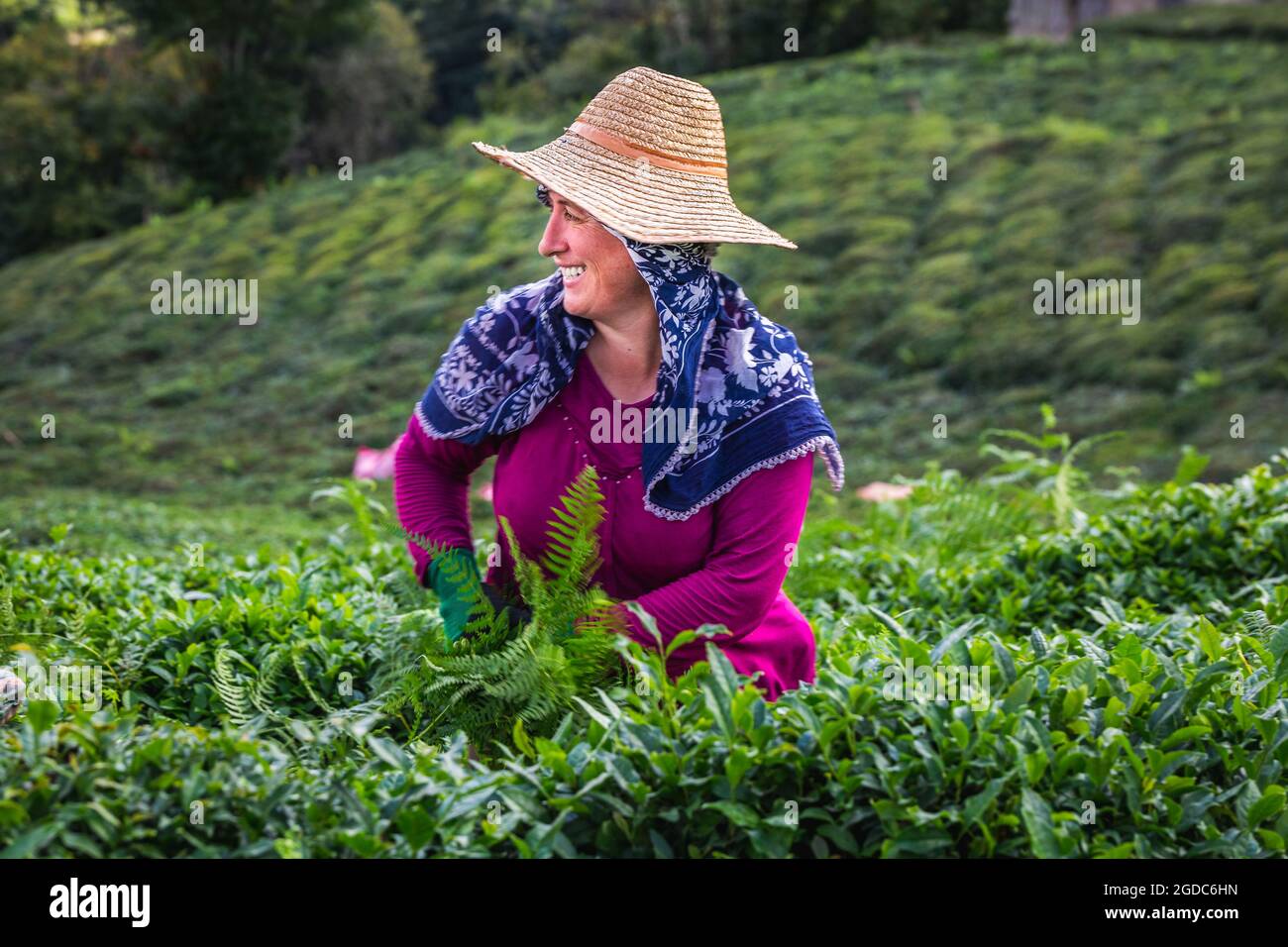 Tea harvest workers Stock Photo - Alamy