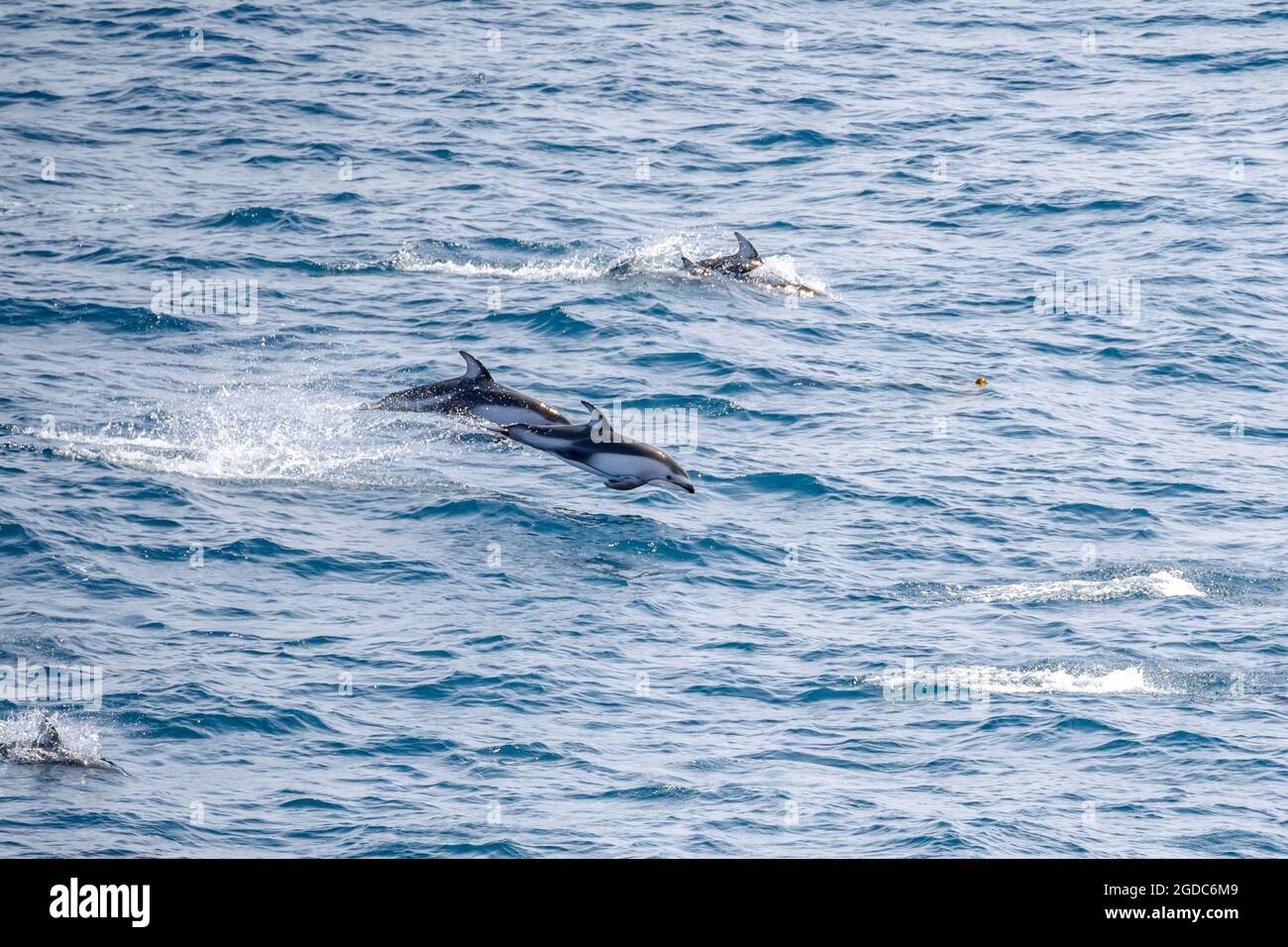 Pacific White-Sided Dolphins surfing in the Pacific Stock Photo - Alamy