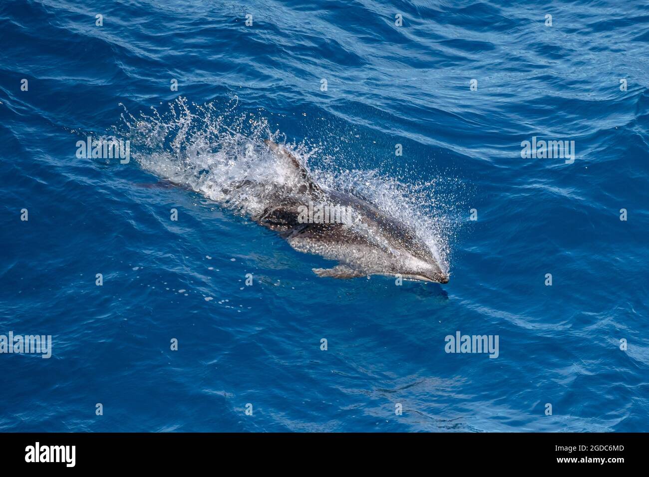 Pacific White-Sided Dolphin surfing in the Pacific Stock Photo - Alamy