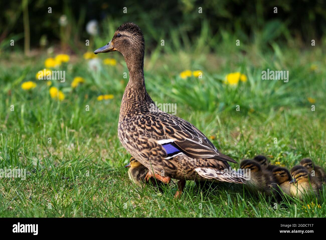 Father Duck High Resolution Stock Photography and Images - Alamy