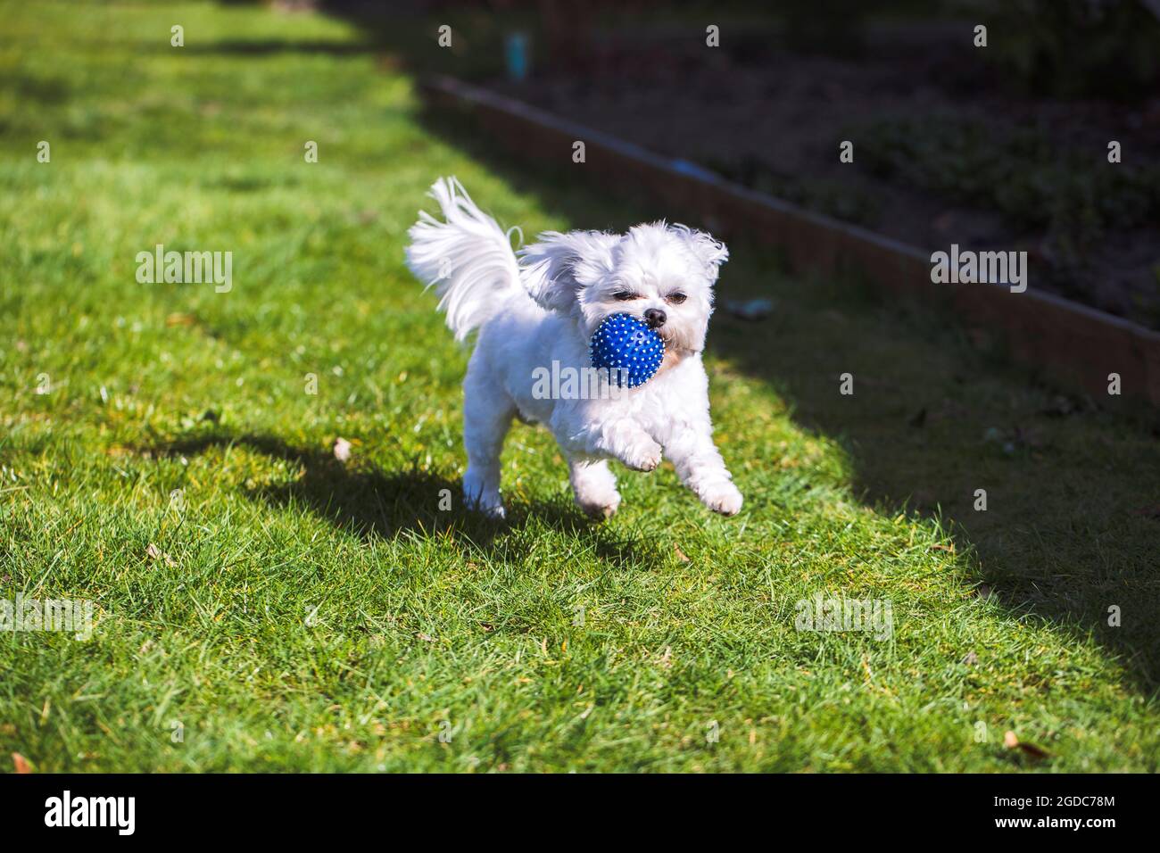 A portrait of a small cute white boomer dog running and playing with a ...