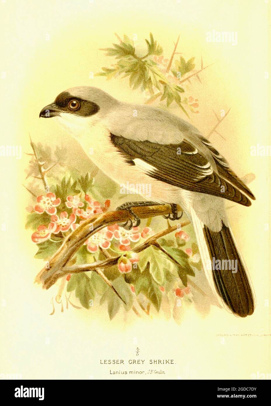 John Gerrard Keulemans (Johannes Gerardus Keulemans) - Vintage British ...