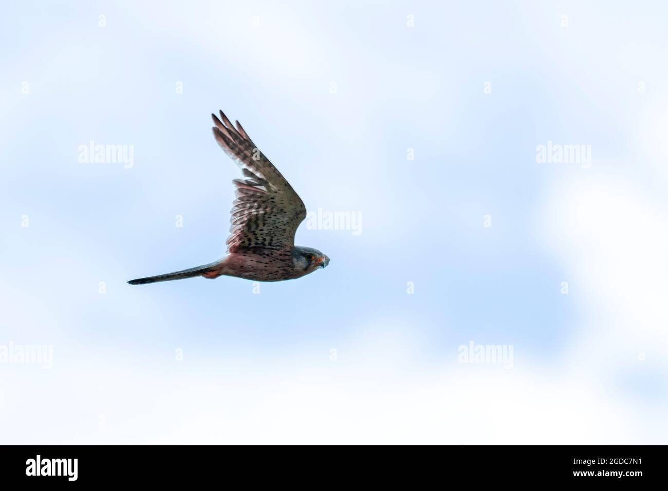a portrait of a common kestrel flying by. the bird of prey has its ...
