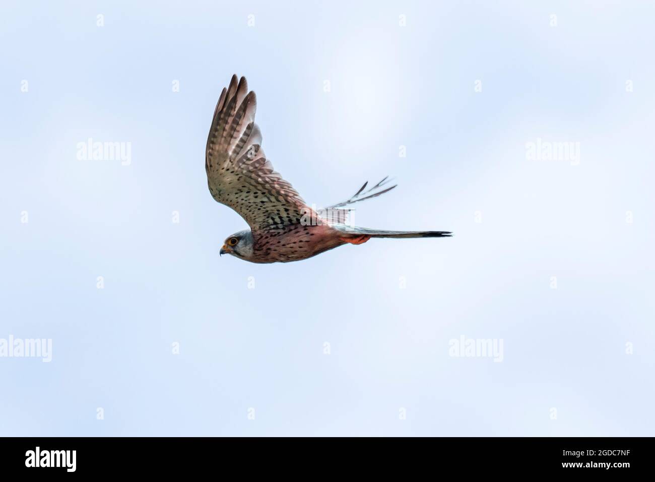 A portrait of a common kestrel flying through the air with a blue and ...