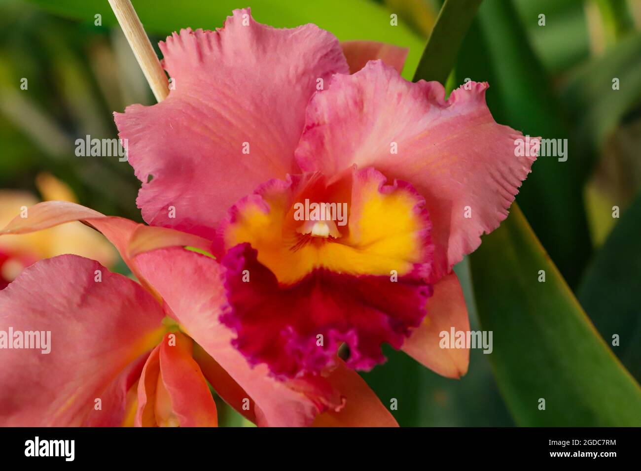 Blc George King orchid flower with center focus and rest of image ...