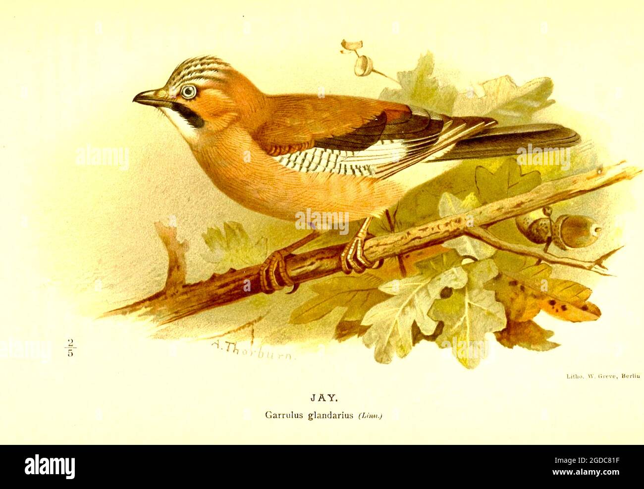 Vintage British bird illustration by Archibald Thorburn of a Jay ...