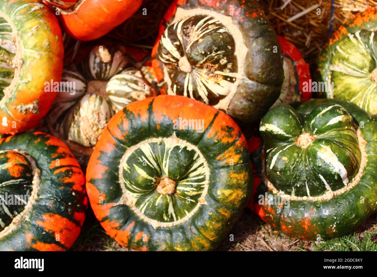 many bishop's caps Stock Photo - Alamy