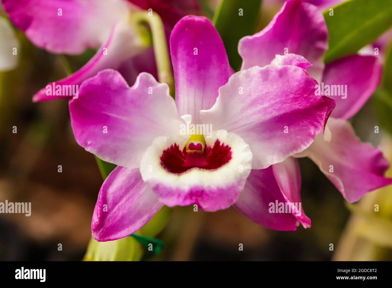 Dendrobium Nobile orchid flower with center focus and rest of image ...