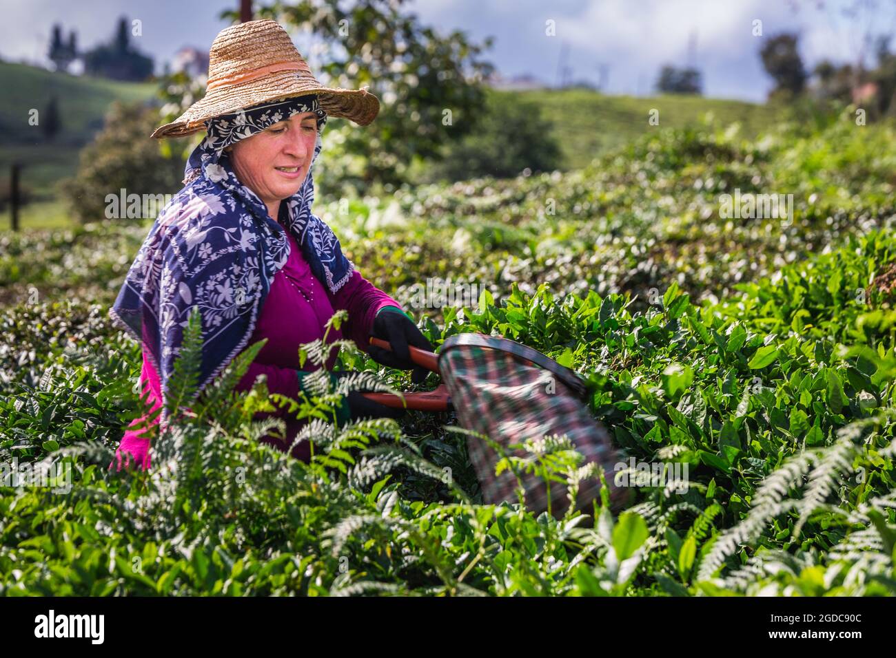 Tea harvest workers Stock Photo - Alamy