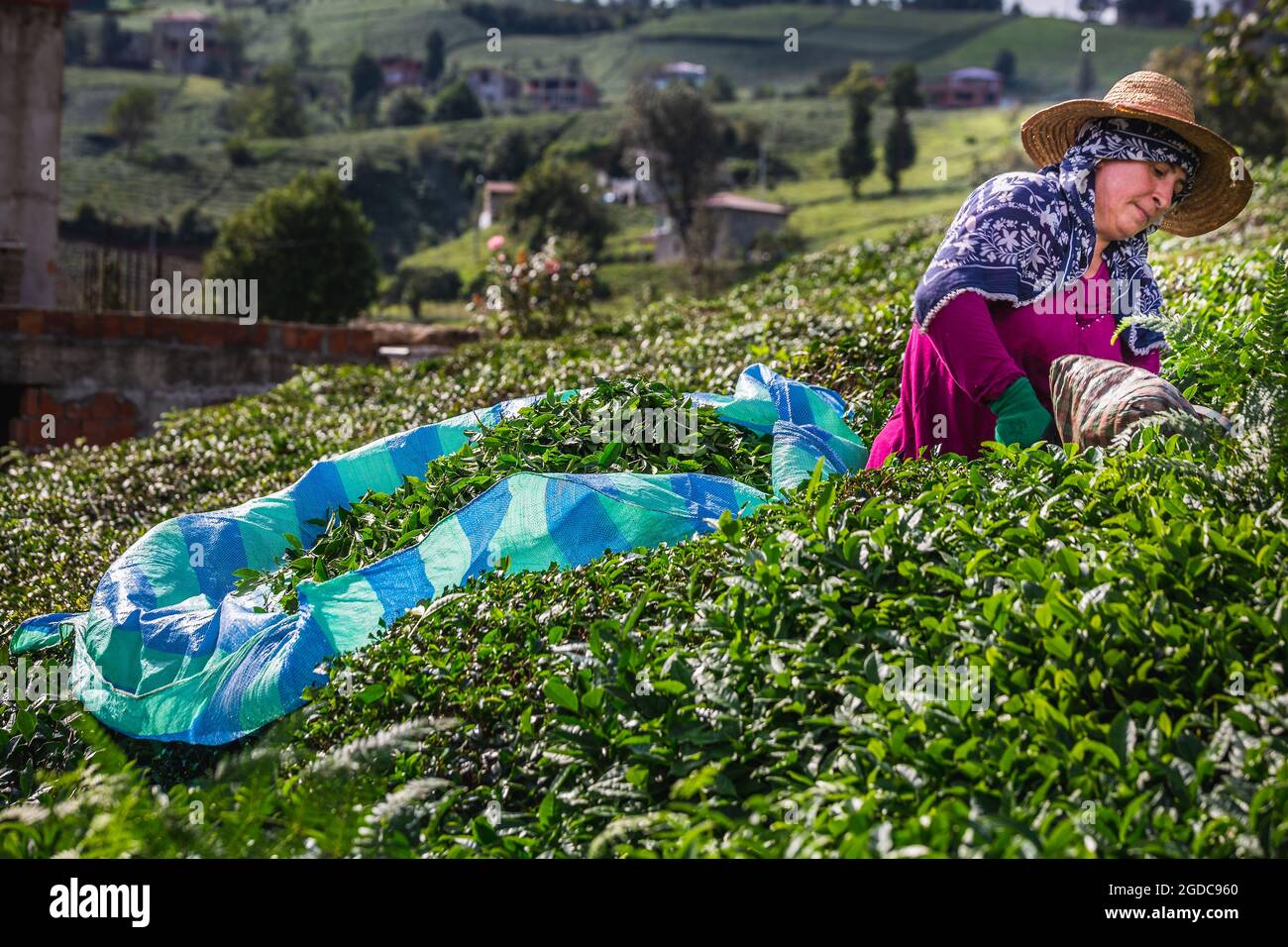 Tea harvest workers Stock Photo - Alamy