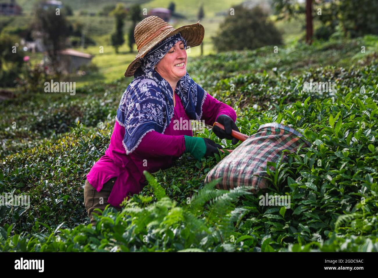 Tea harvest workers Stock Photo - Alamy