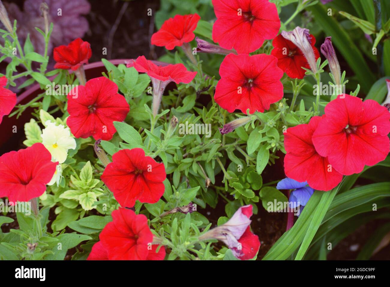 freshly bloomed red flowers in the mid-august Stock Photo - Alamy