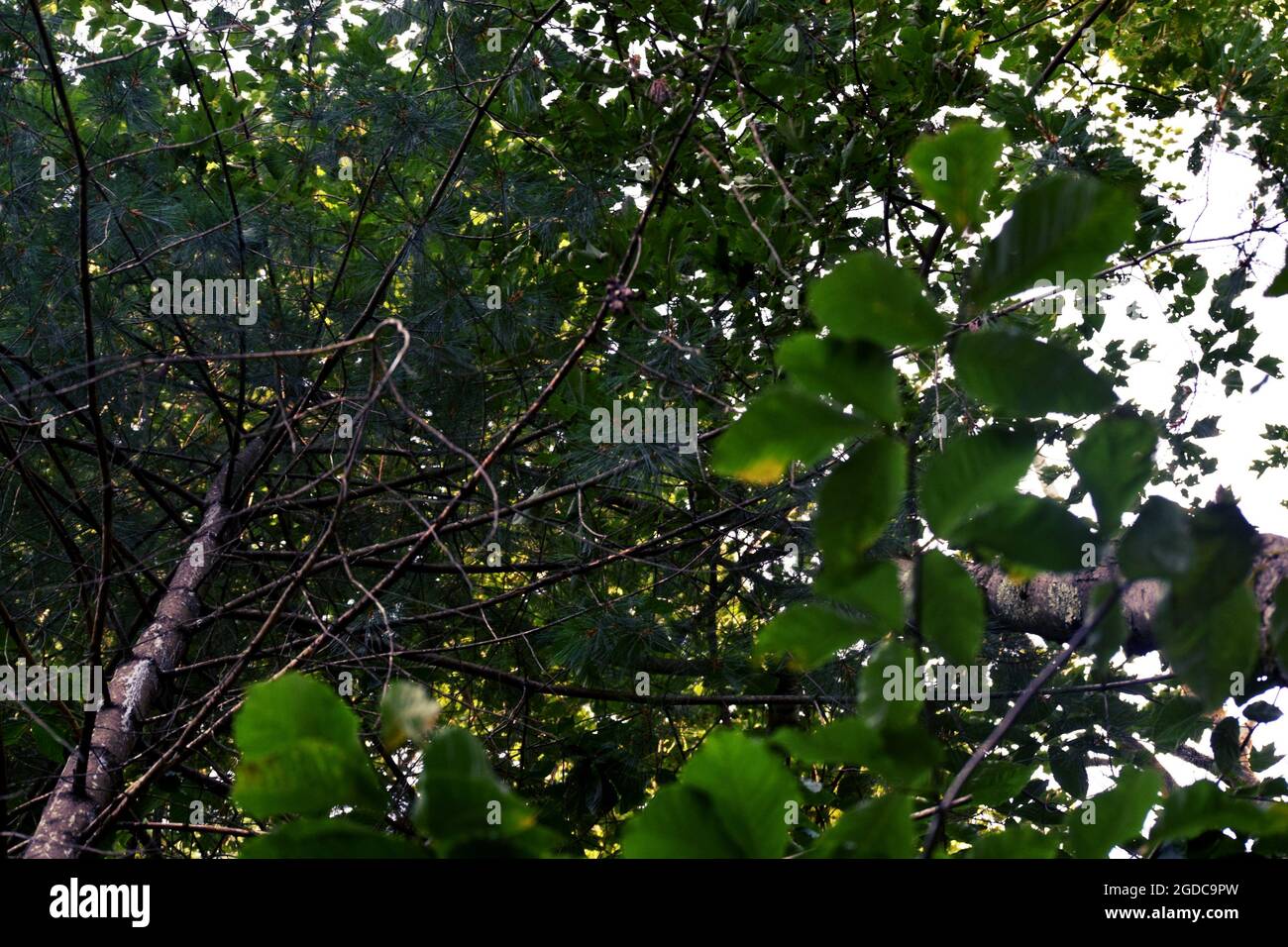 Overhead forest hi-res stock photography and images - Alamy