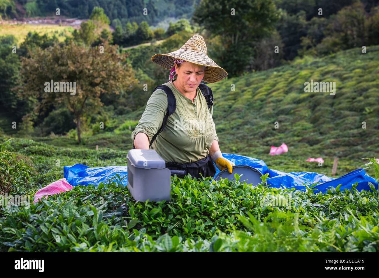 Tea harvest workers Stock Photo - Alamy