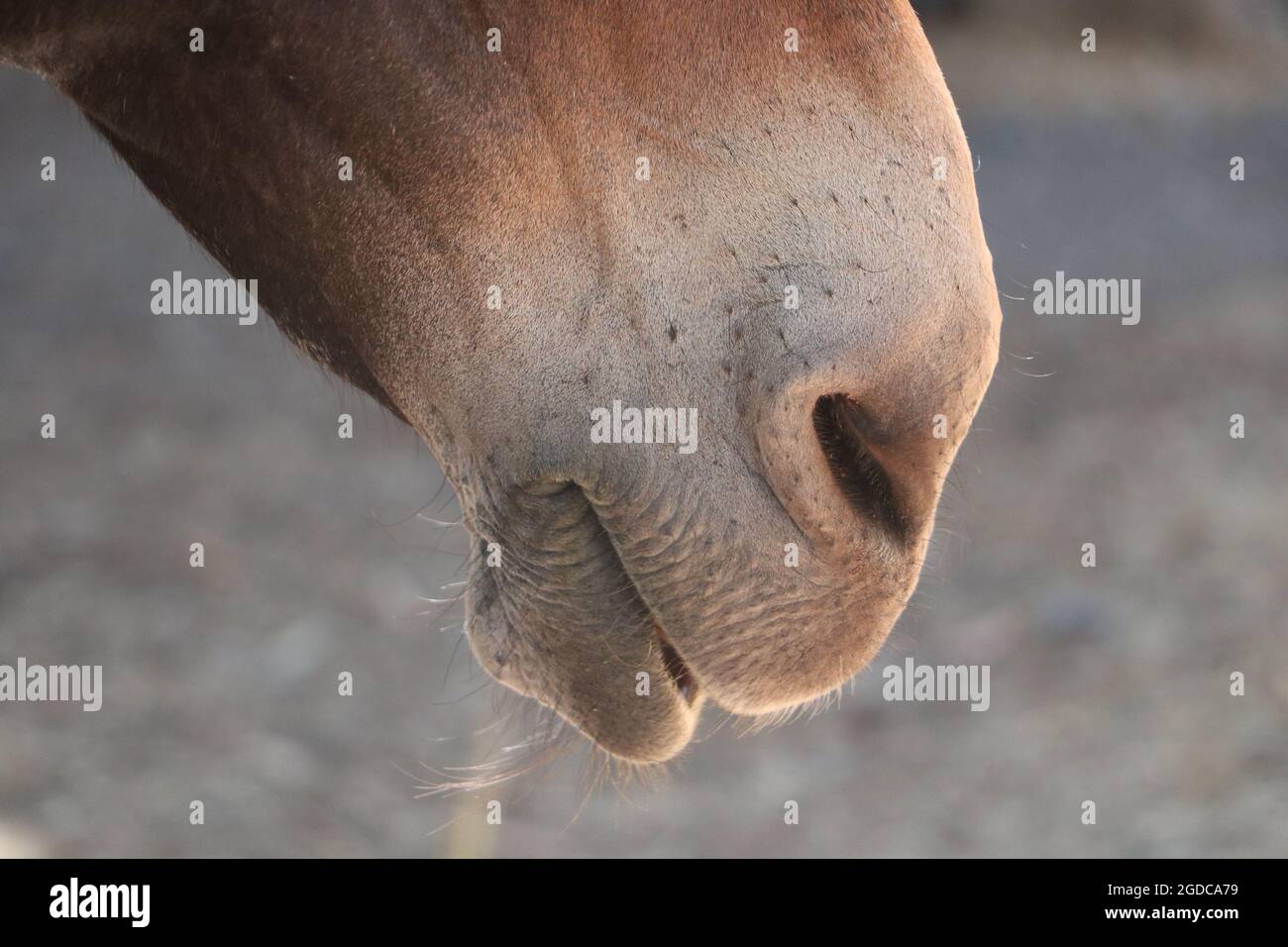 Moroccan donkey hi-res stock photography and images - Alamy