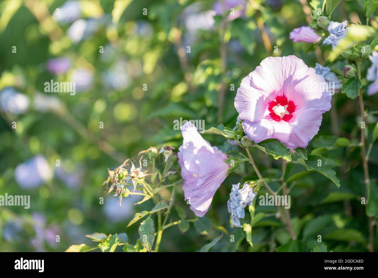 Purple hibiscus flower on garden Stock Photo - Alamy