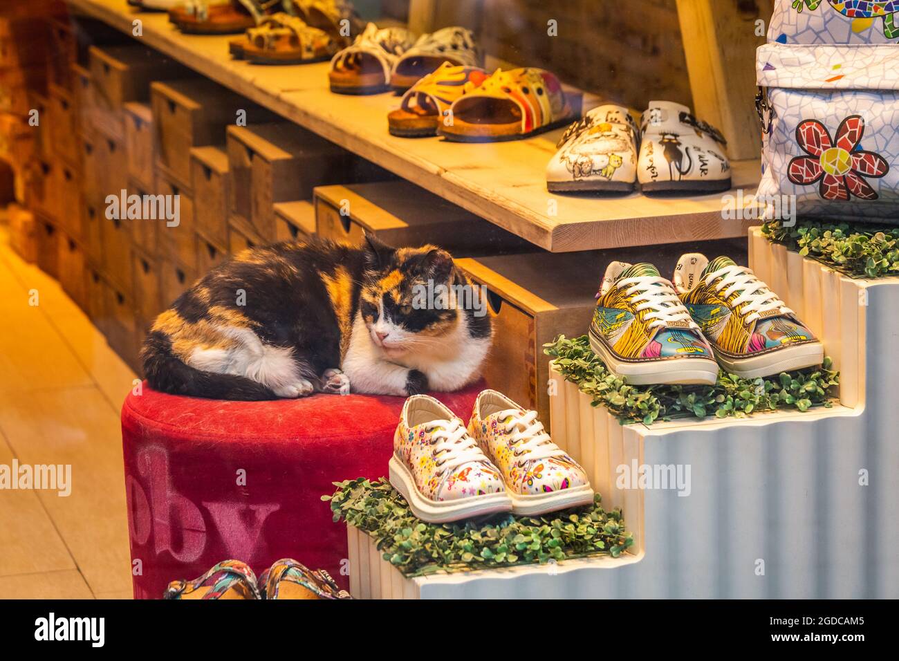 Istanbul cat cafe hi-res stock photography and images - Alamy