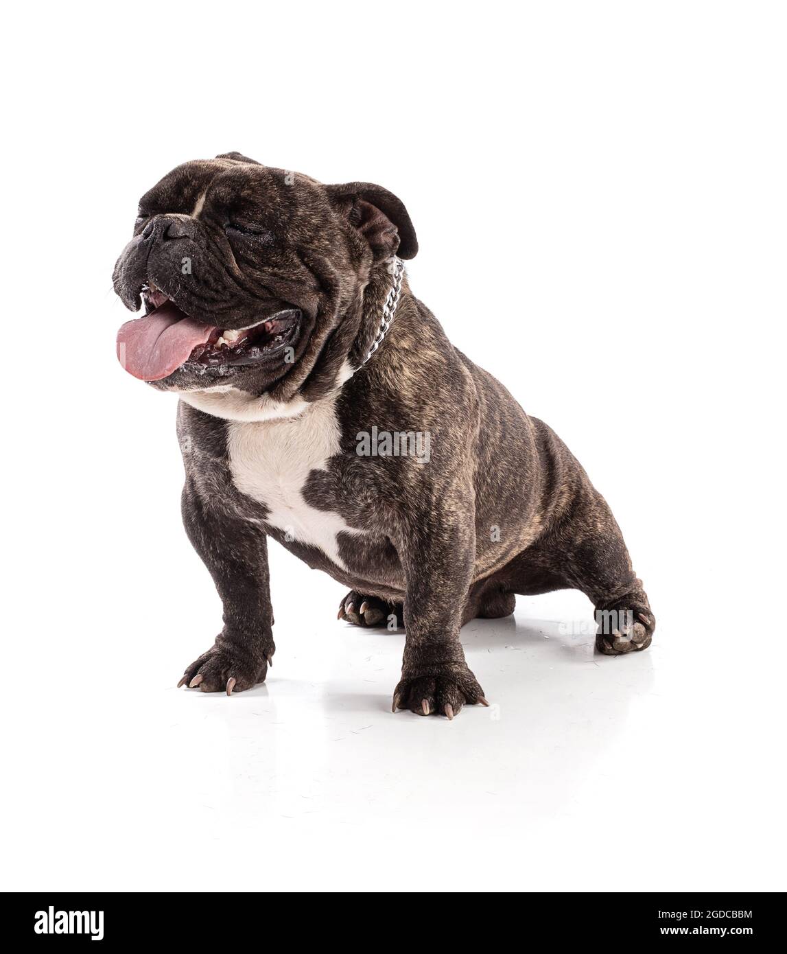 American bully portrait hi-res stock photography and images - Alamy