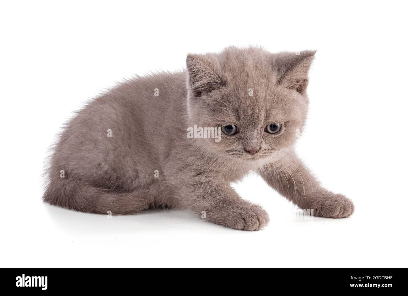 Two months old british kitten on white background Stock Photo - Alamy