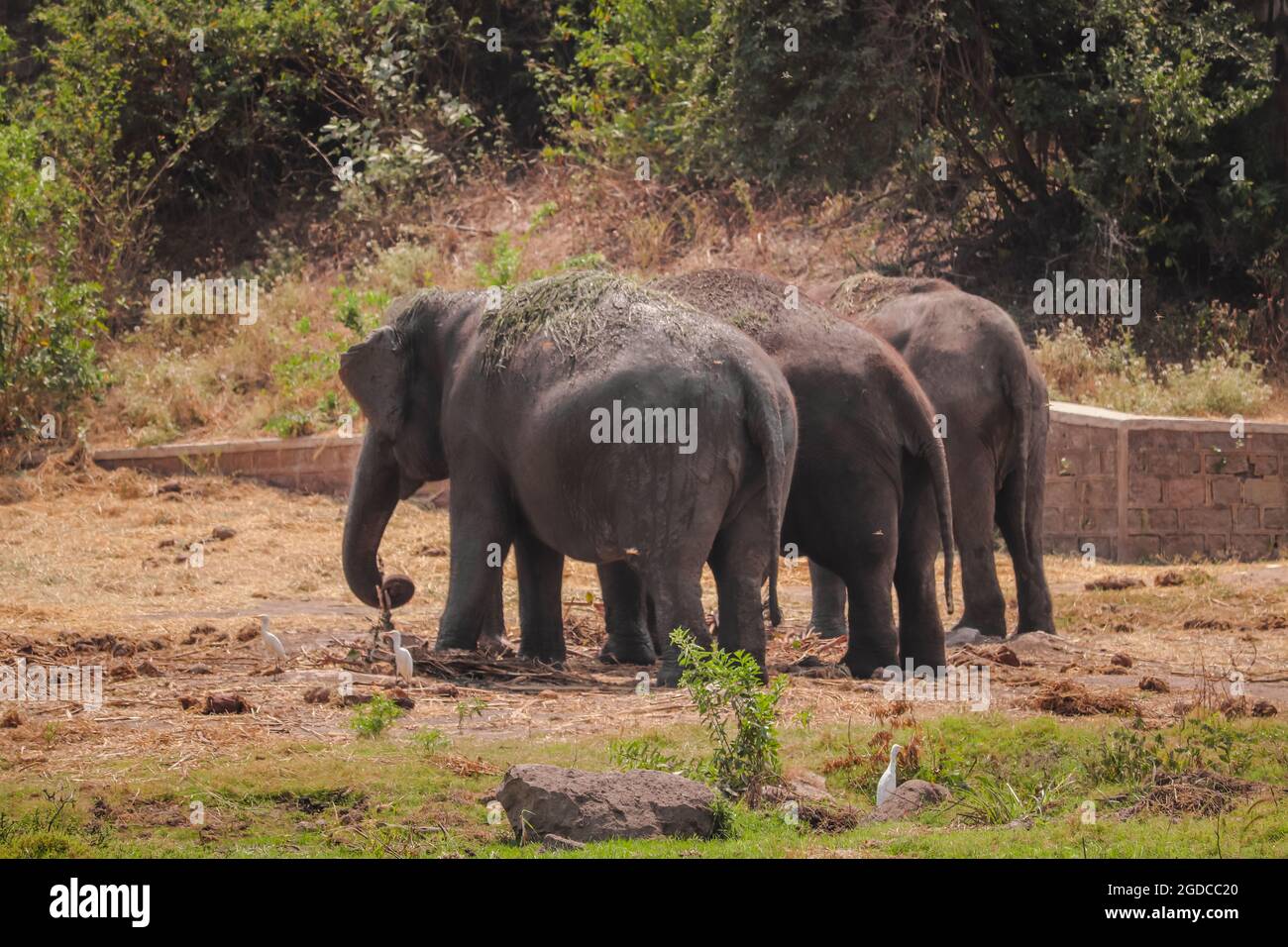 Back view of three elephants walking in the zoo territory Stock Photo ...