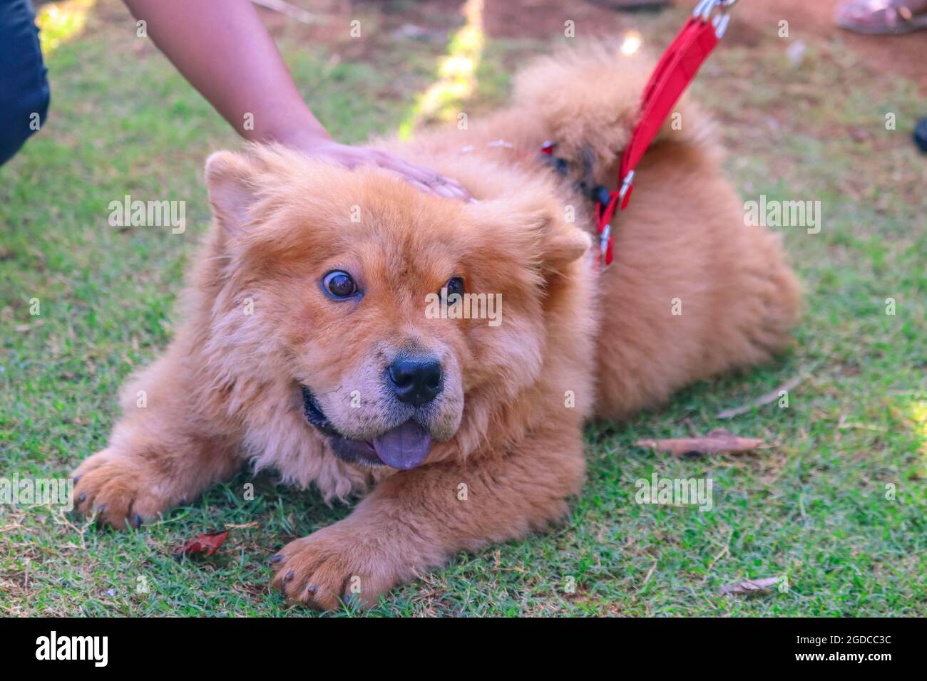 Paw chow chow hi-res stock photography and images - Alamy